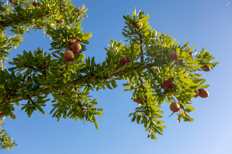 The History and Harvesting of Organic Argan Oil: From Moroccan Trees t ...